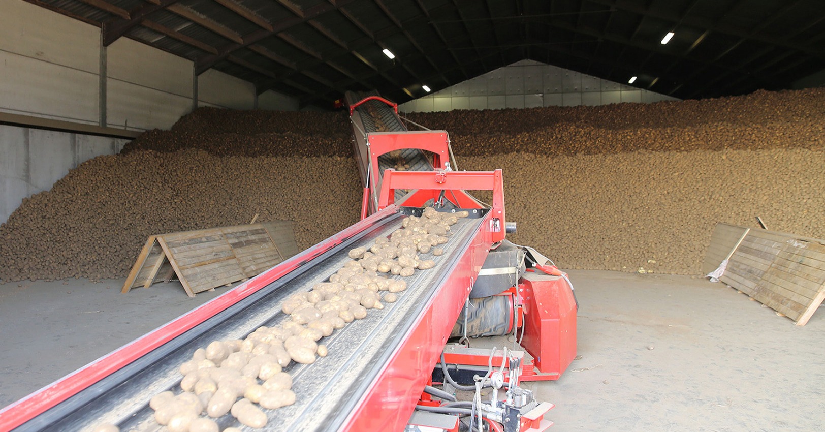 Important step in the storage process: storing potatoes