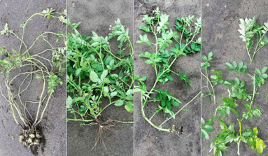 Aboveground structures of the potato plant: Main stem & lateral stems