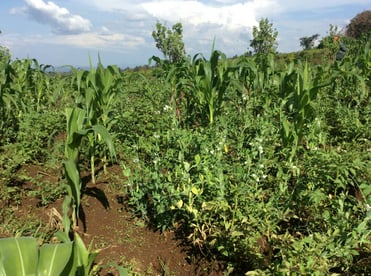 Mixing potatoes with other crops: intercropping