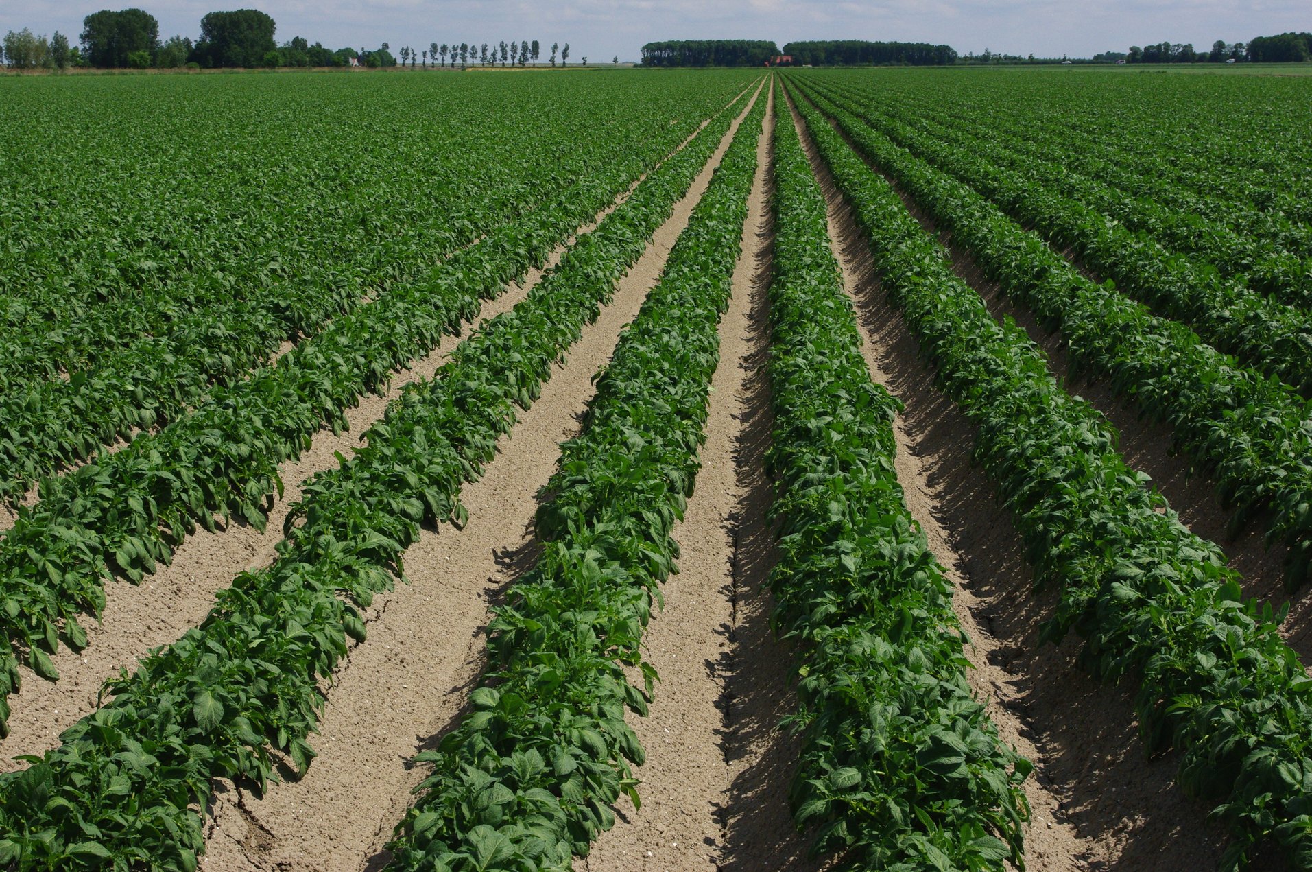 Yield levels of potato crops