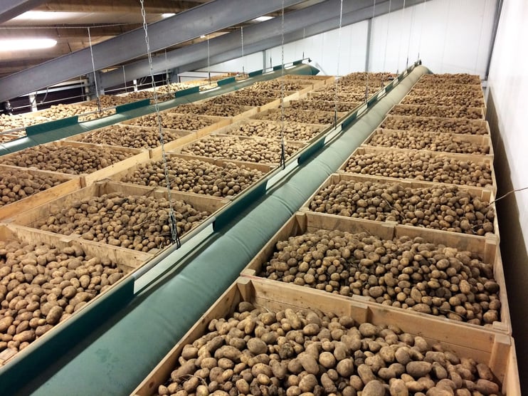 Potato storage temperature regime