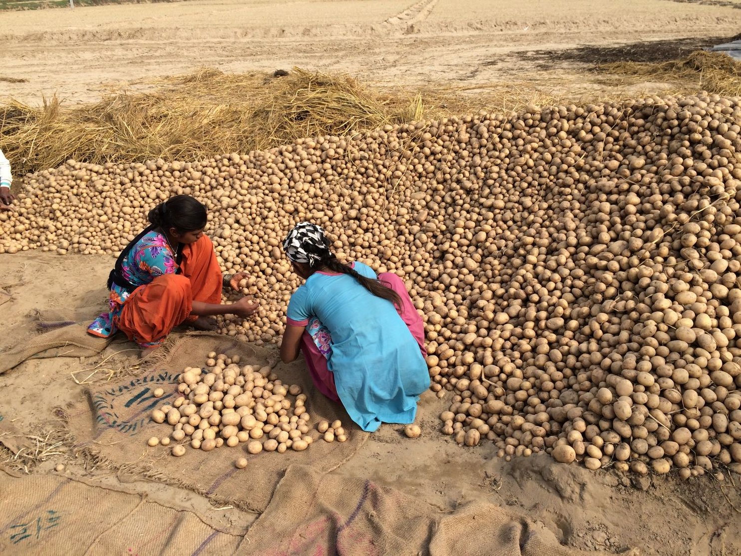 Sorting potatoes