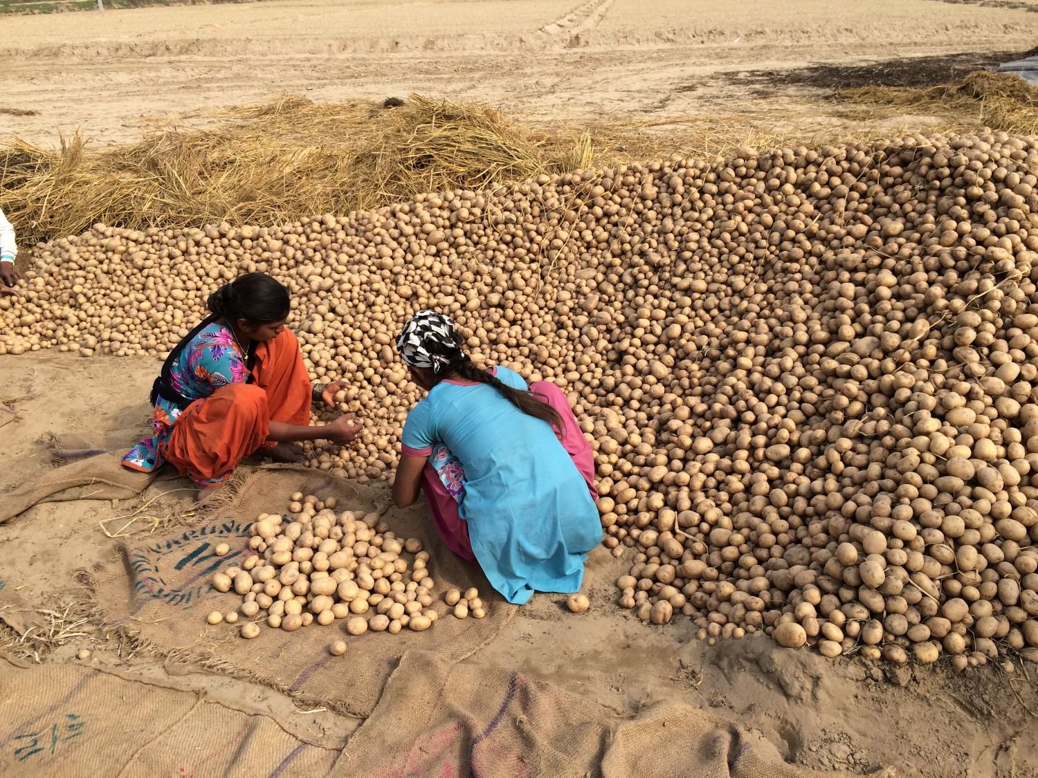 Sorting potatoes