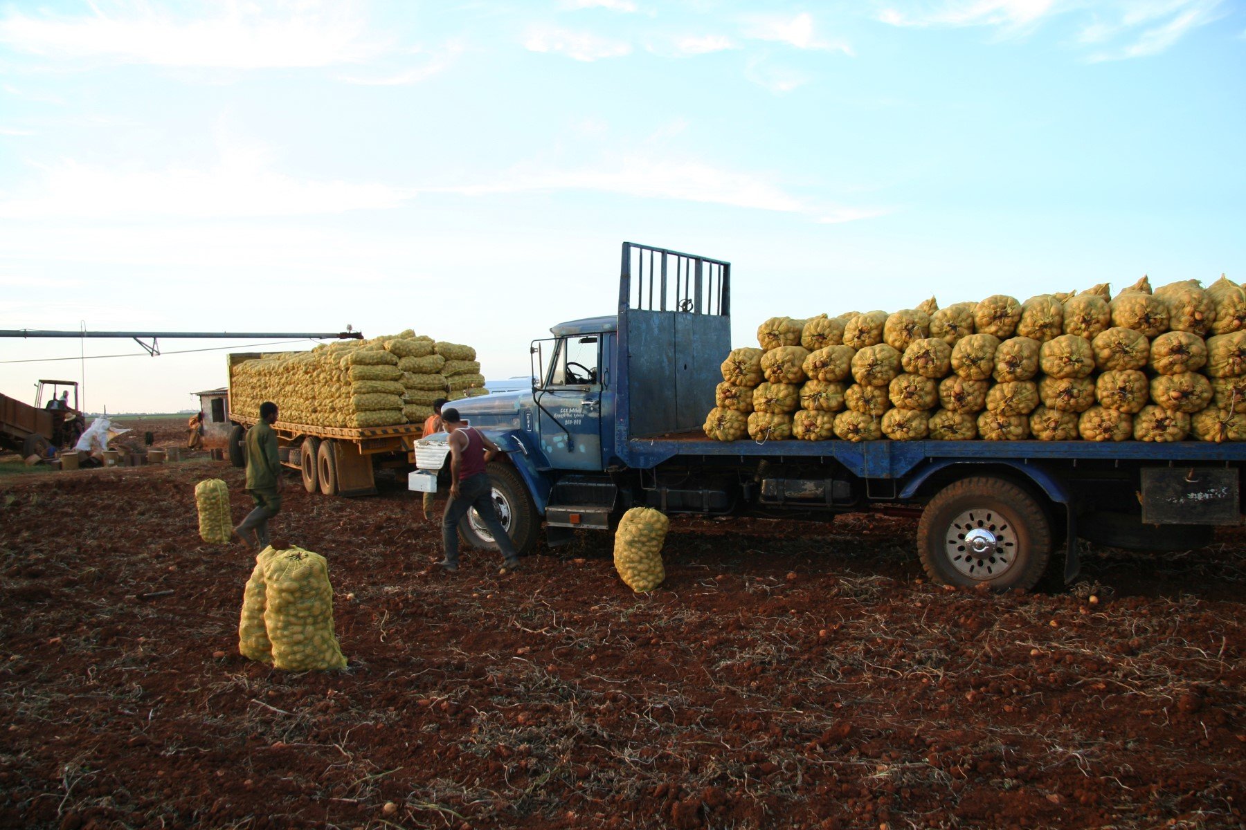 Transport of potatoes