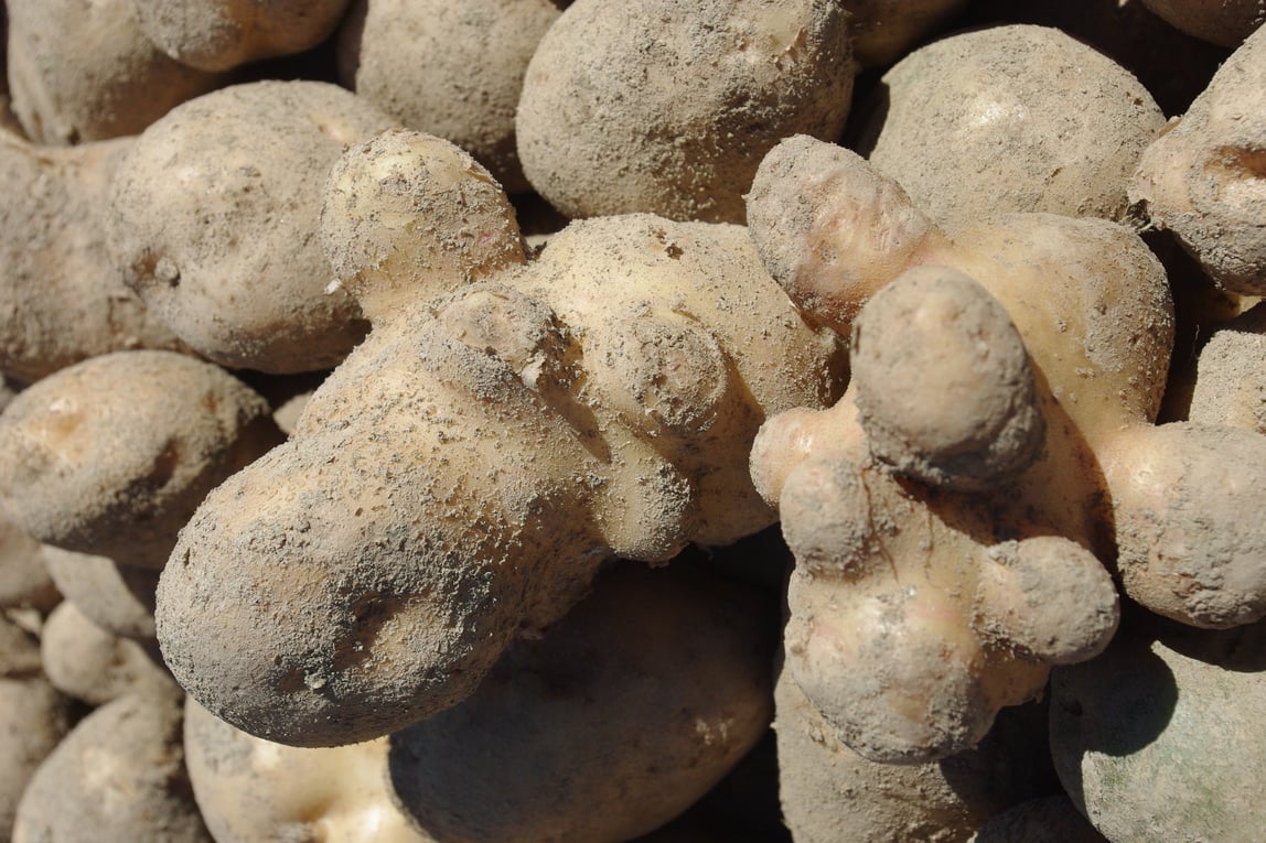 External tuber disorders: Malformed tubers