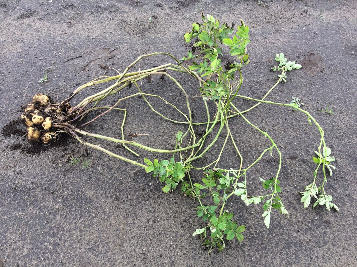 Aboveground structures of the potato plant: Main stem & lateral stems