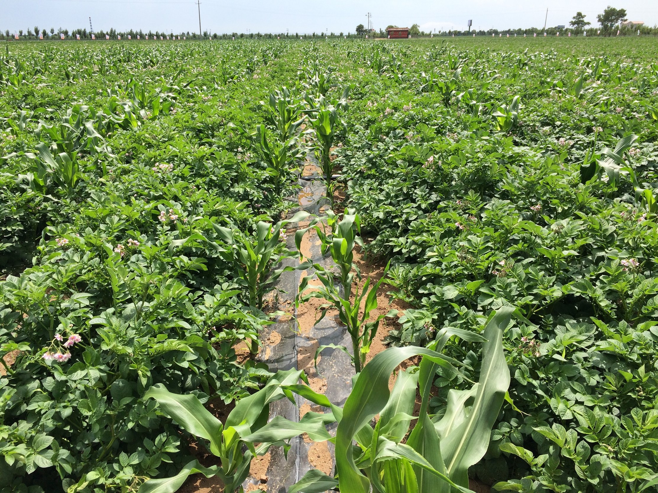 Mixing potatoes with other crops: intercropping