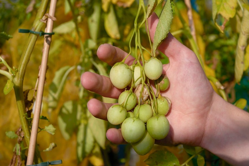 Botanical seed in potato production: Early use of True Potato Seed