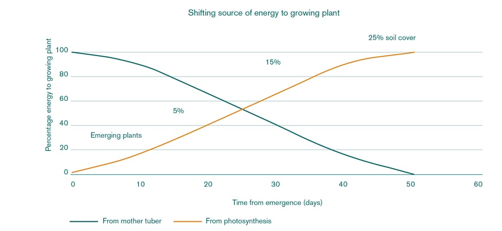 Temperature effect on potato growth