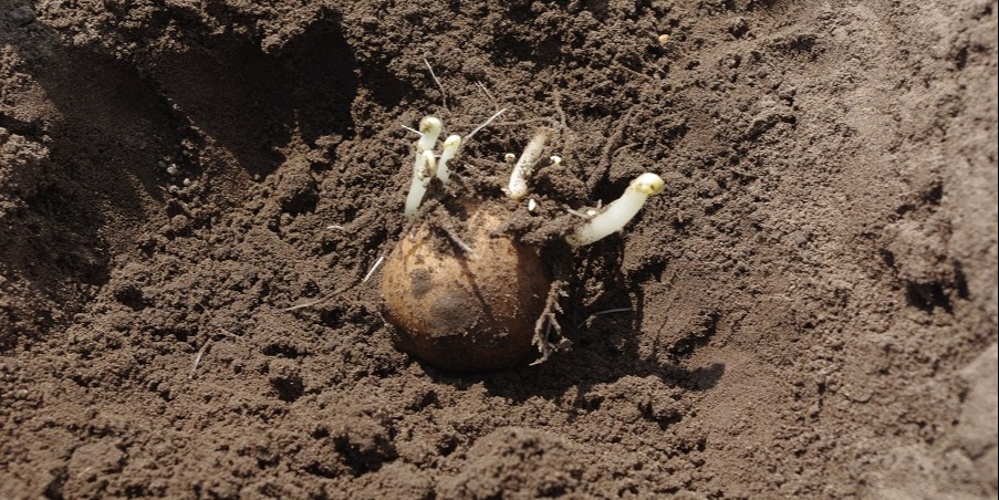 Propagation material of the potato plant – Seed tubers