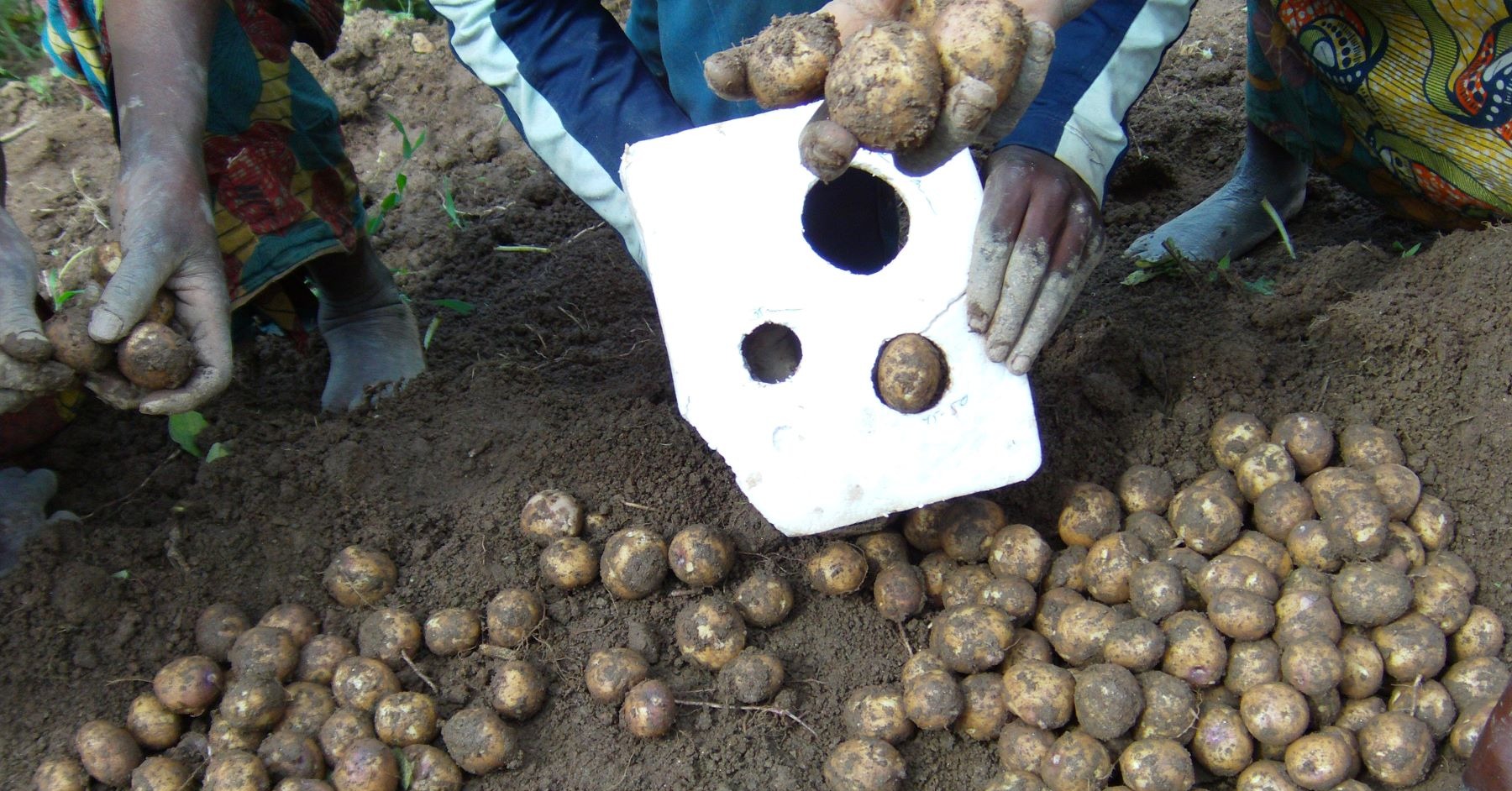 Visually estimating potato size grades