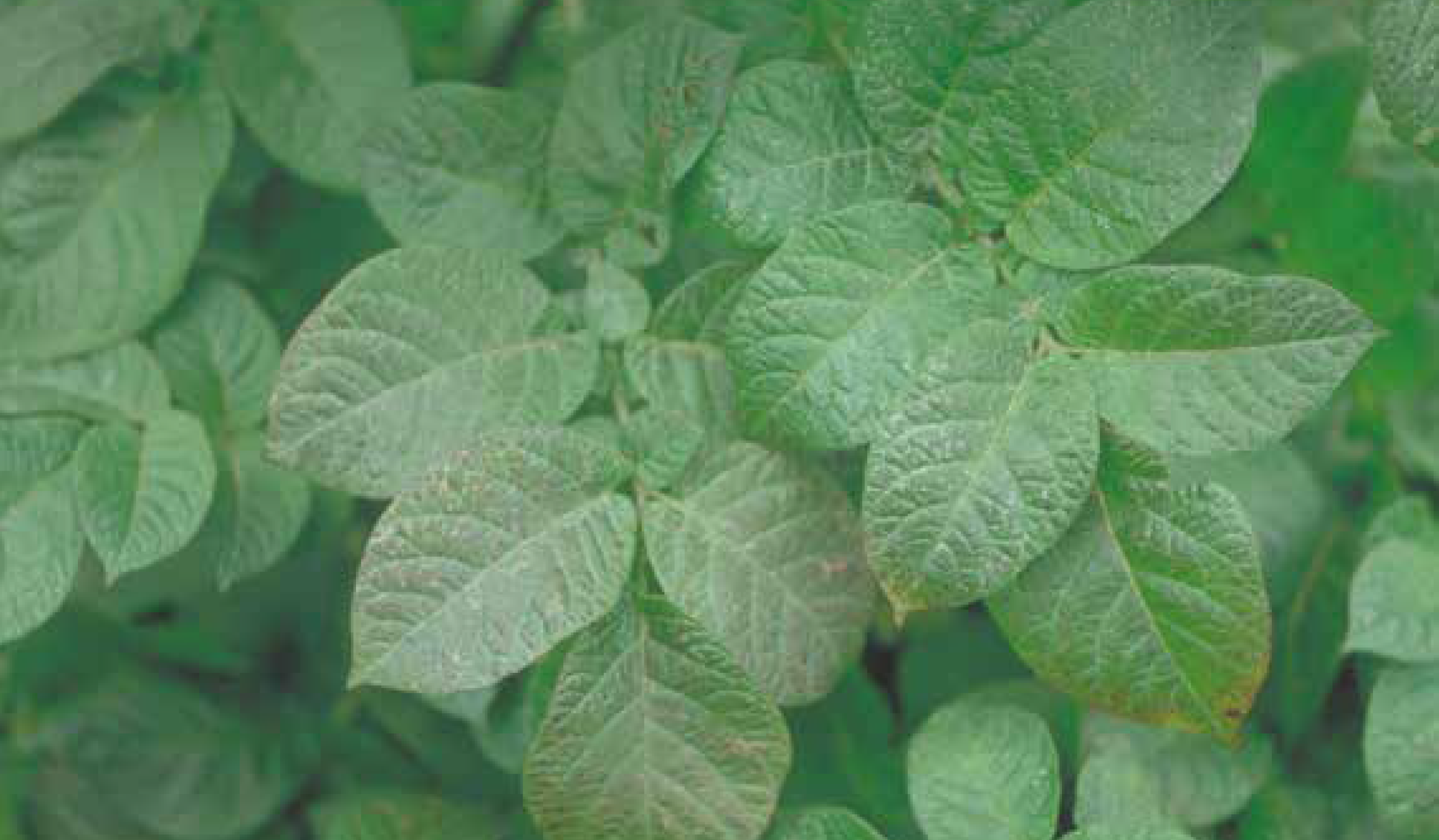 About deficiency diseases in potatoes: Potassium deficiency