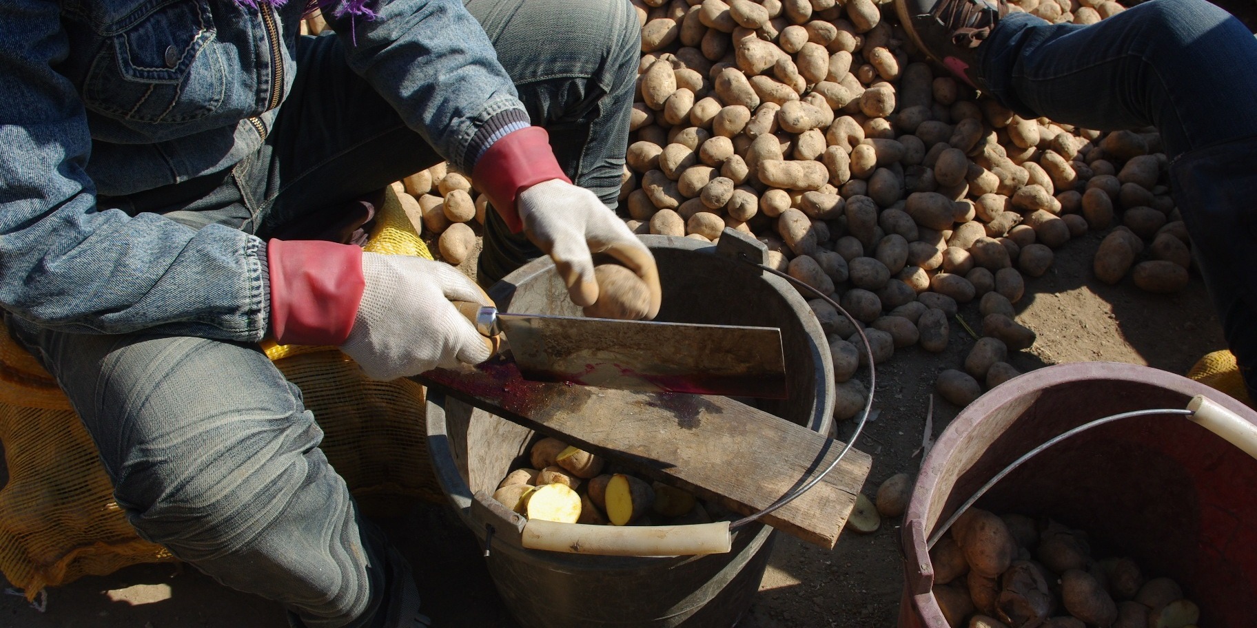 Decisions at planting: Cutting of seed potatoes